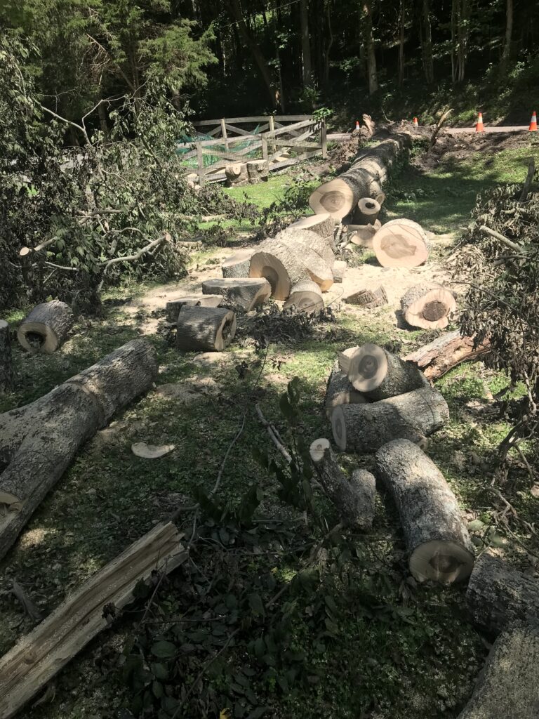 How to Identify A Dangerous Tree