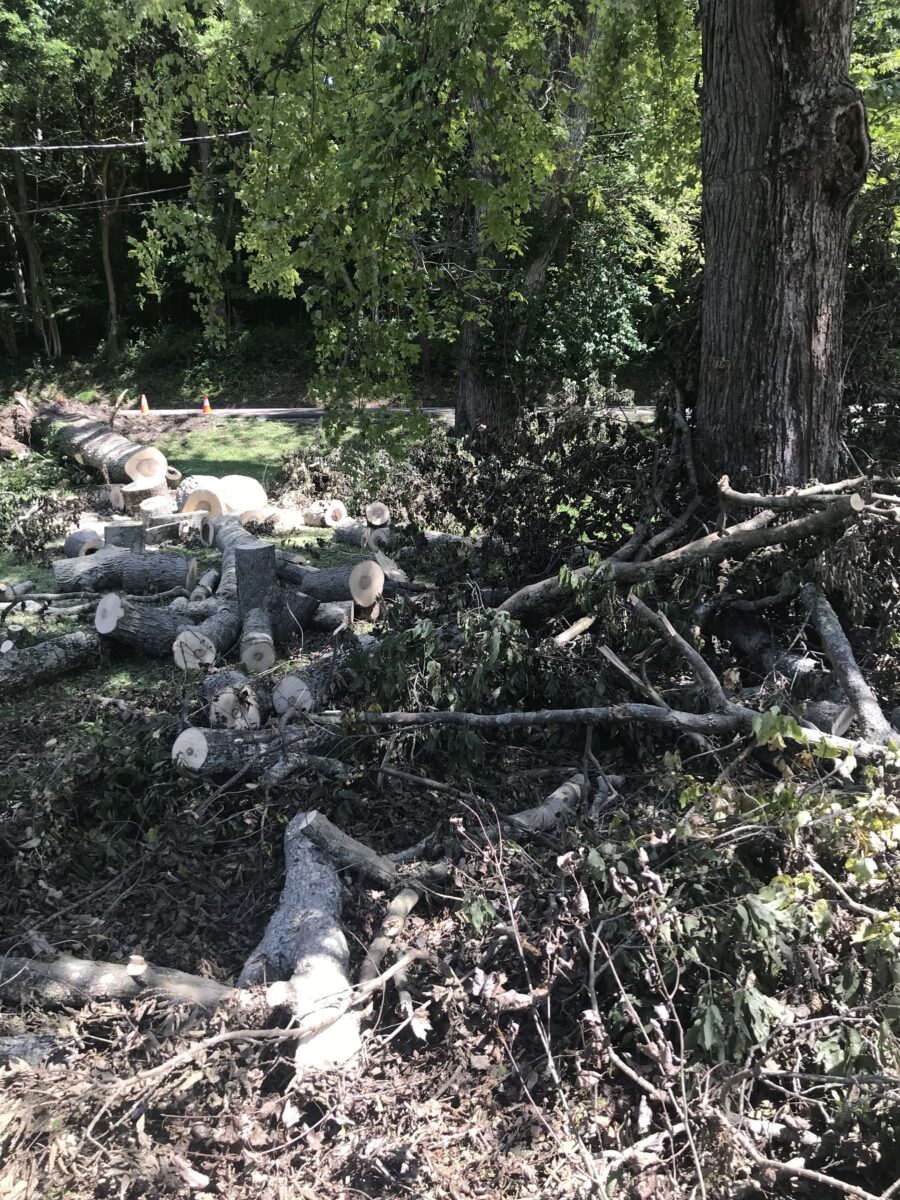 How to Identify A Dangerous Tree