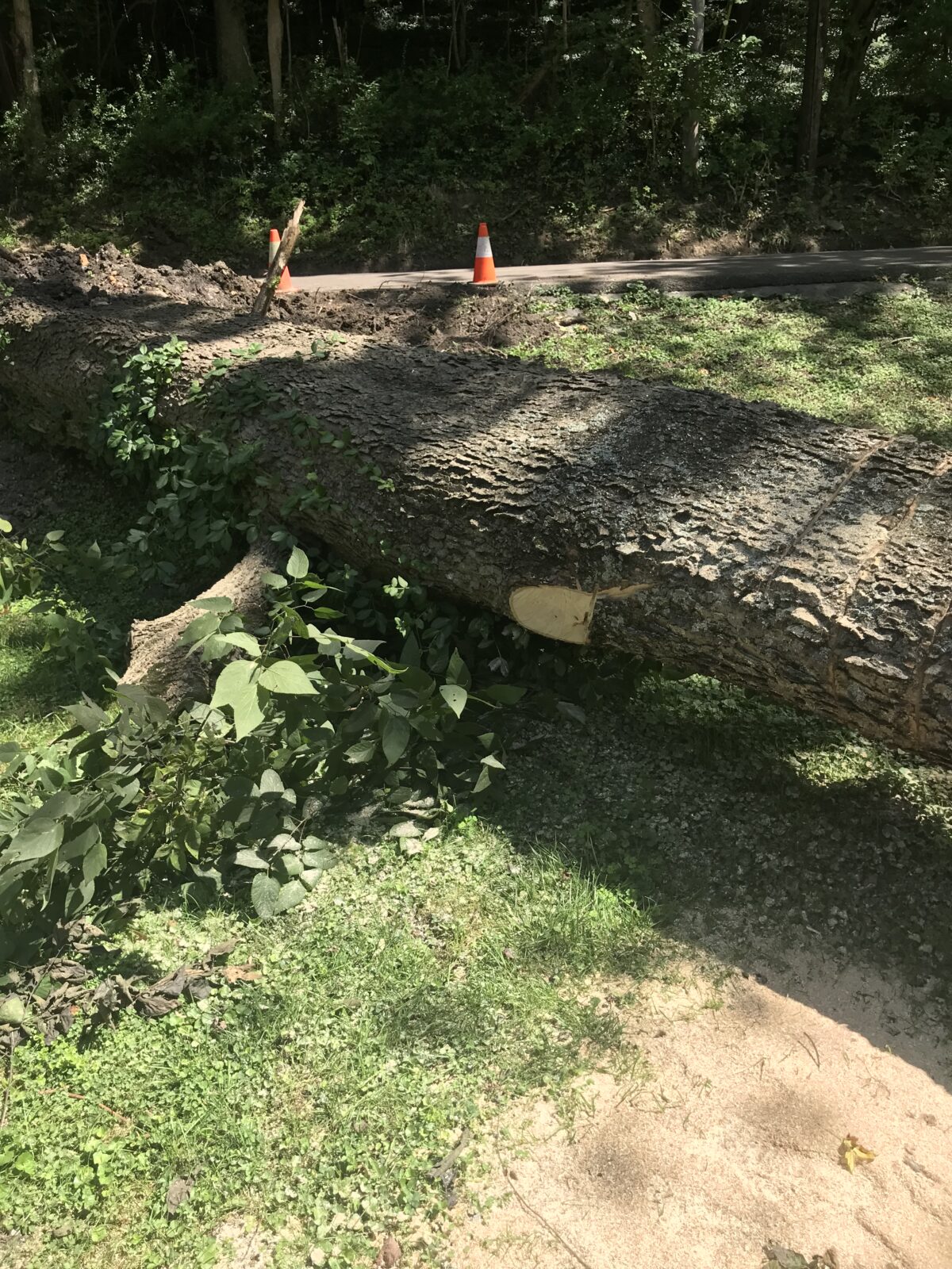 How to Identify A Dangerous Tree