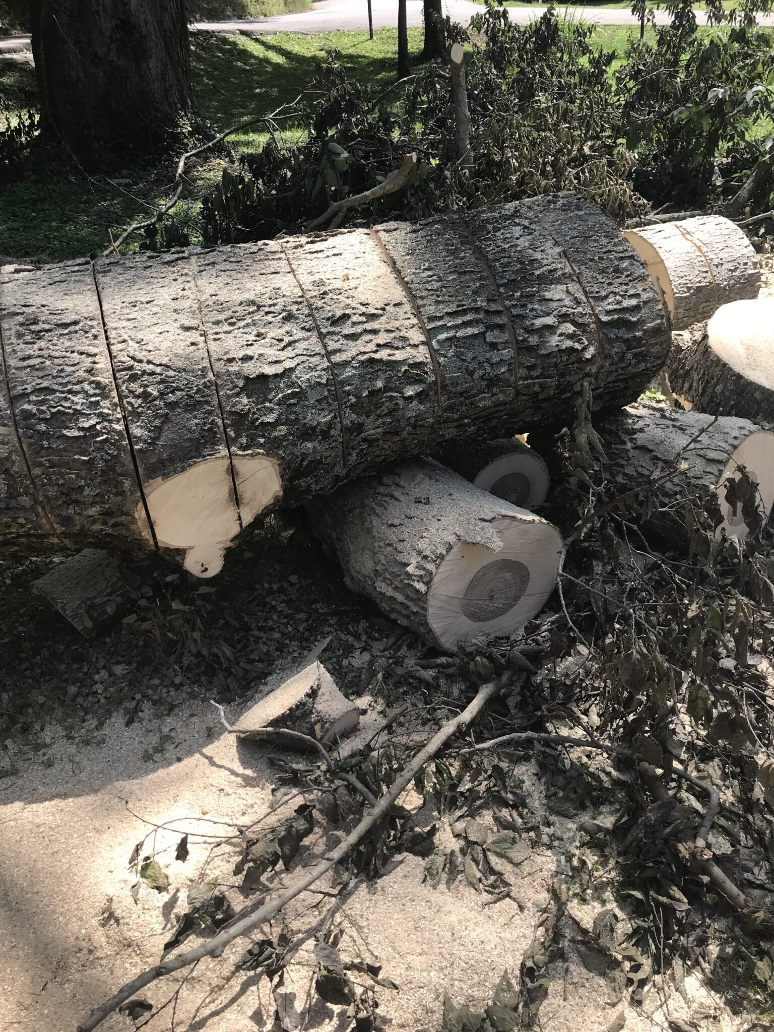 How to Identify A Dangerous Tree