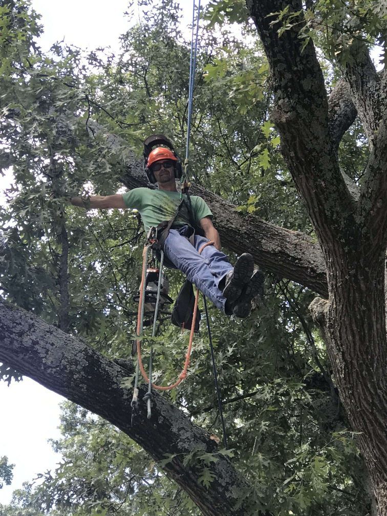 Cincinnati Tree Removal Services | Ohio Tree Hugger